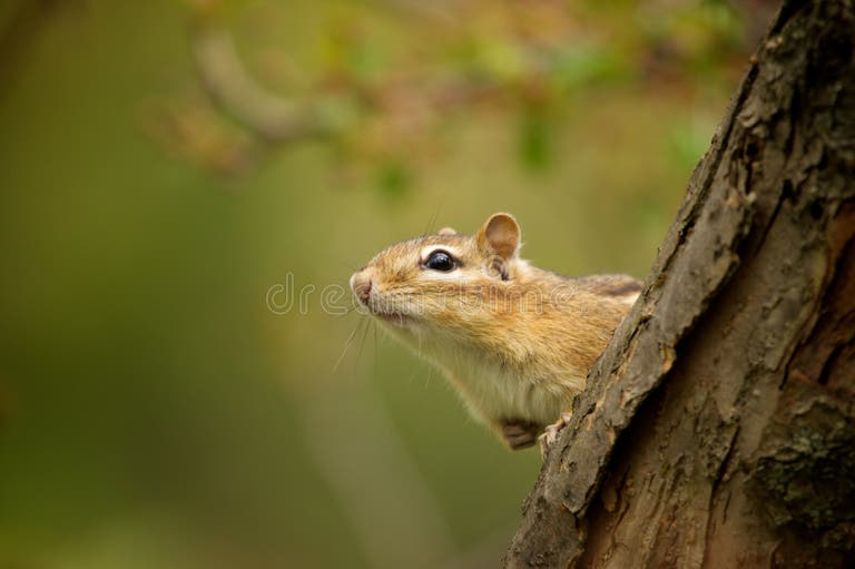 25,791 Chipmunk Worksheet Stock Photos - Free & Royalty-Free Stock ...