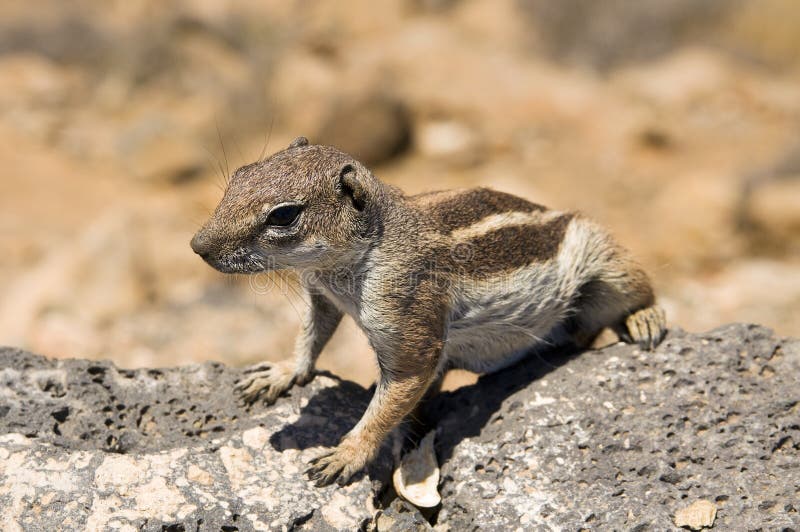 Meerkat catches mouse stock image. Image of tail, zoological - 22640115