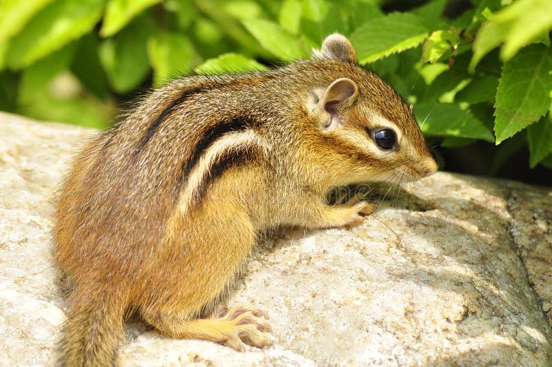 Chipmunk stock photo. Image of science, outdoor, ecology - 14771368