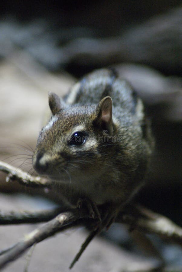 Chipmunk stock image. Image of missing, striped, burrow - 173752225