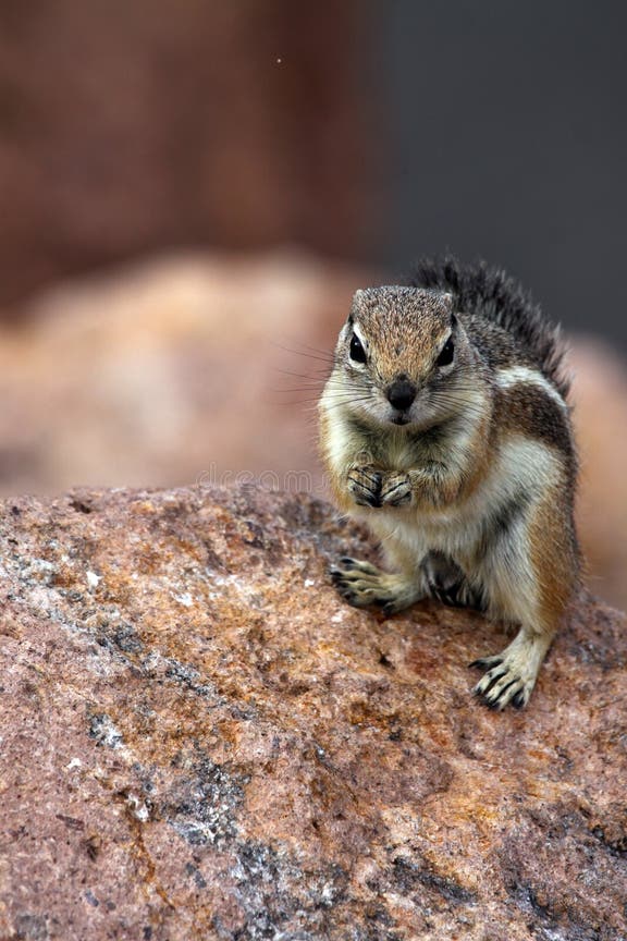 Chipmunk stock photo. Image of colorado, peanut, squirrel - 19046018