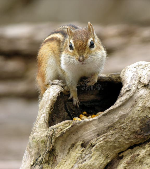 Chipmunk 2 stock photo. Image of animal, nuts, wildlife - 94420