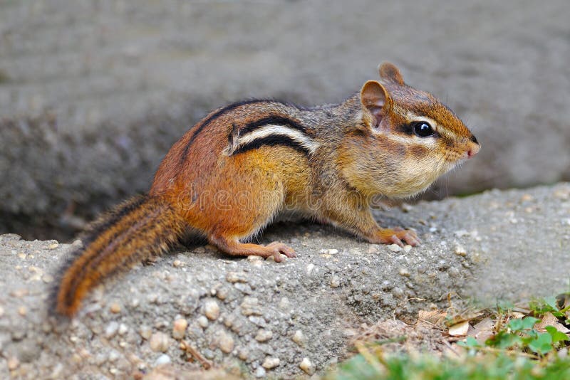Chipmunk stock photo. Image of animal, small, wild, sierras - 20408030