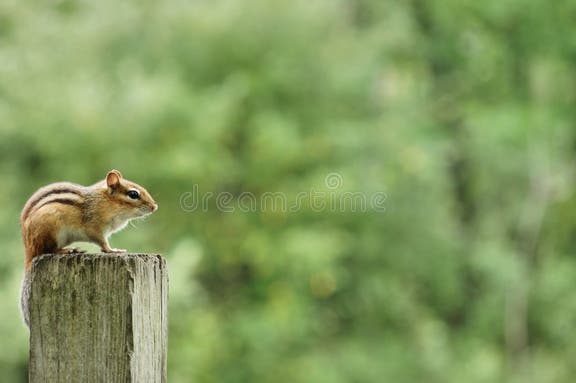 Chipmunk stock image. Image of mammal, woods, fence, outdoors - 20652343