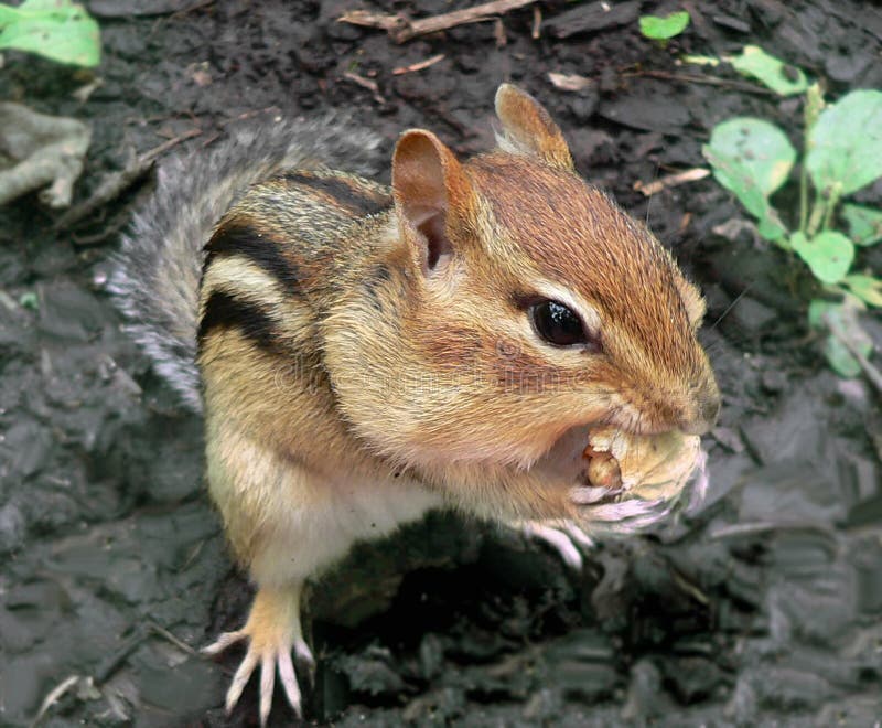 Chipmunk stock image. Image of little, life, animal, forest - 228179