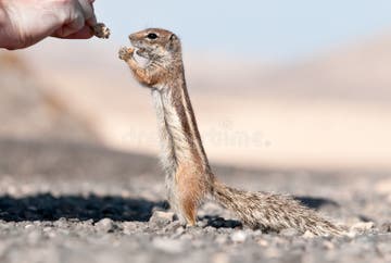 Chipmunk stock image. Image of barbery, chipmunk, little - 22952381