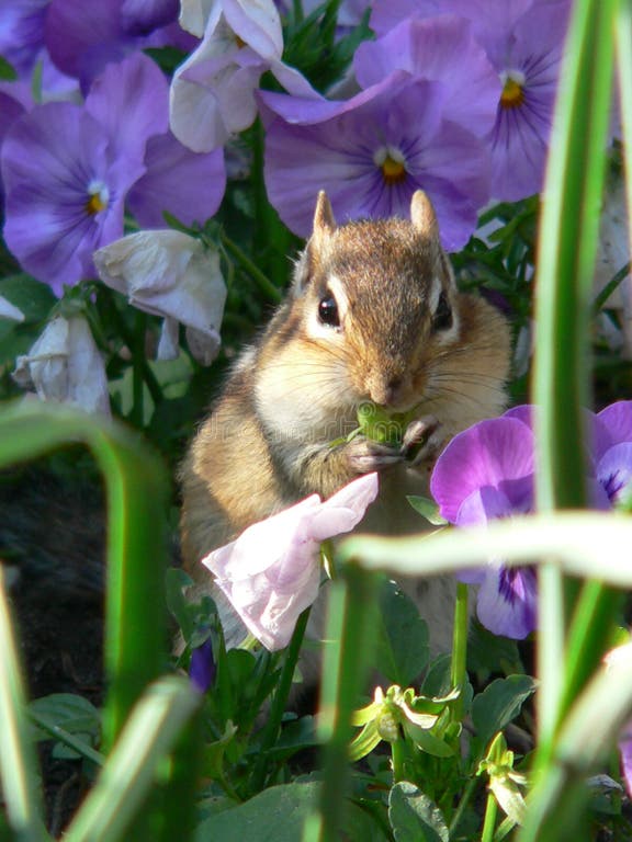 609 Female Chipmunk Names Stock Photos - Free & Royalty-Free Stock ...