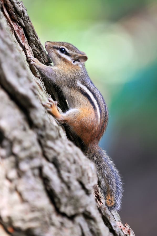Chipmunk stock image. Image of rodent, small, climbing - 24260375