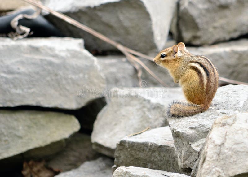 Chipmunk stock image. Image of chipmunk, wildlife, animal - 24292927