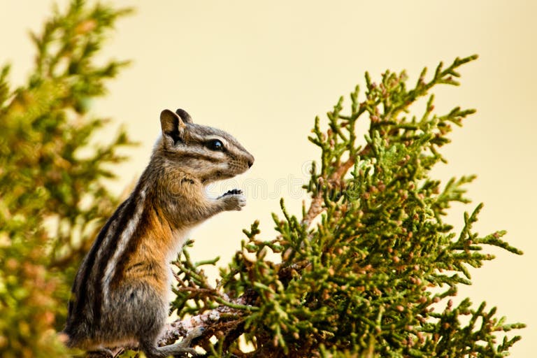 Chipmunk stock image. Image of juniperus, climbing, climb - 26091035