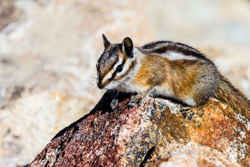 Chipmunk photo stock. Image du animal, mammifère, rongeur - 47167930
