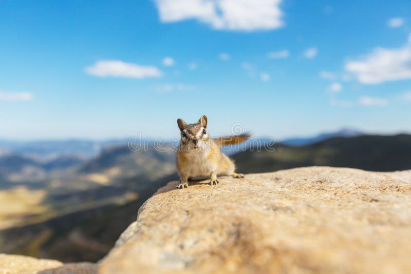 Chipmunk stock photo. Image of digger, nature, national - 54164304