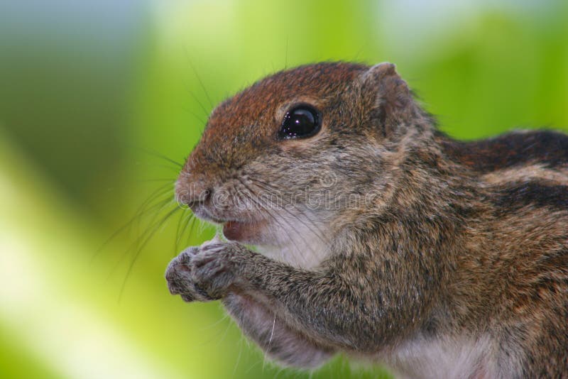 Chipmunk with Fat Cheeks on Driftwood Stock Image - Image of small ...