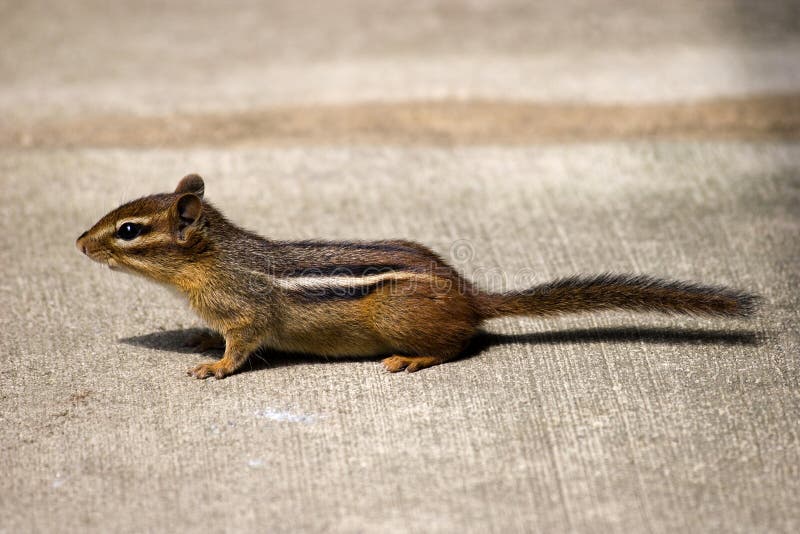 Chipmunk stock image. Image of squirrel, ground, rodent - 852405