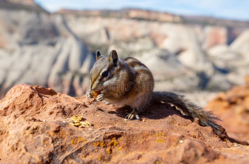136 Scared Chipmunk Stock Photos - Free & Royalty-Free Stock Photos ...