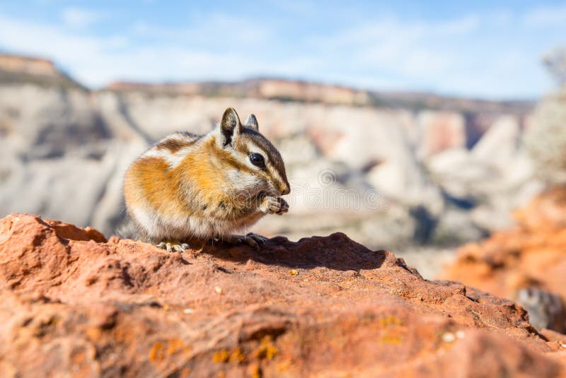 136 Scared Chipmunk Stock Photos - Free & Royalty-Free Stock Photos ...