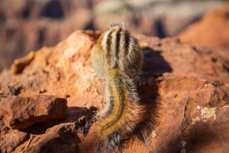 127 Scared Chipmunk Stock Photos - Free & Royalty-Free Stock Photos ...