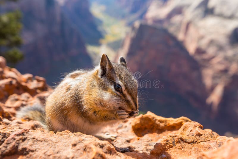 Chipmunk stock image. Image of north, hanging, forest - 238528317