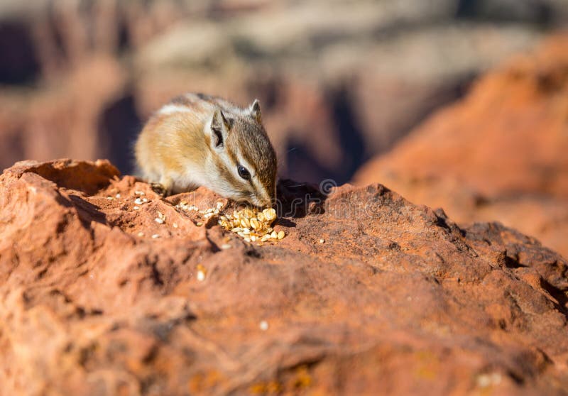 Chipmunk stock photo. Image of summer, chipmunk, north - 247087656