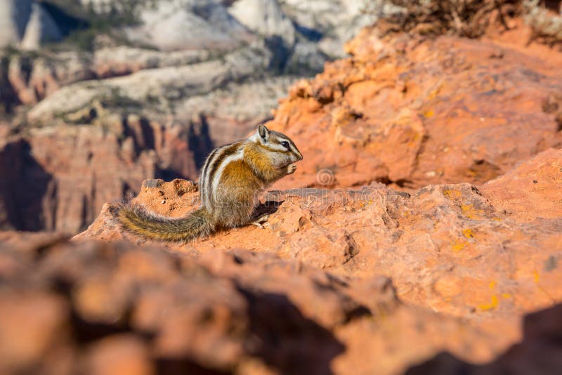 Chipmunk stock image. Image of summer, curious, scared - 247087657