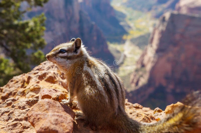 Chipmunk stock photo. Image of america, forest, canada - 247087660