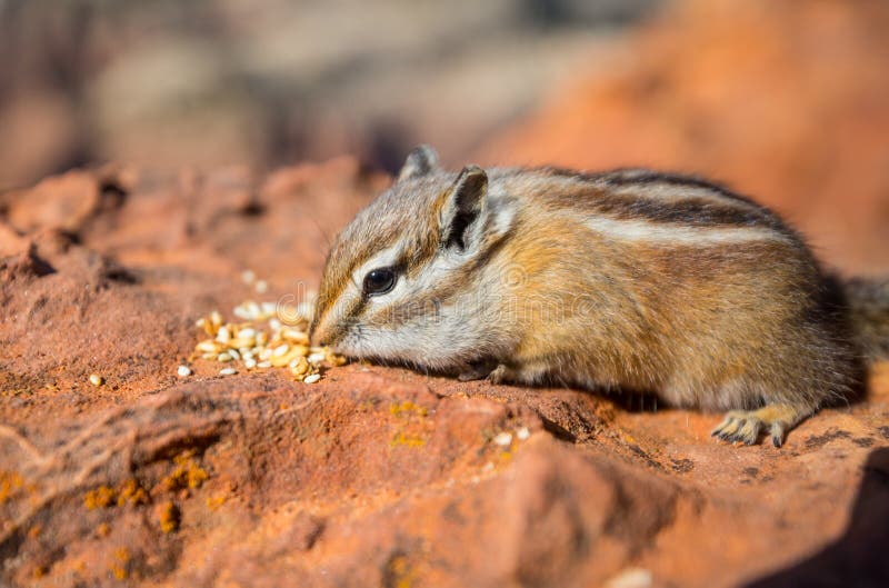 Chipmunk stock image. Image of chipmunk, tree, summer - 247087661