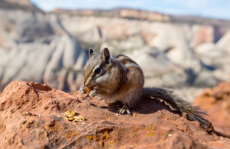 Chipmunk stock photo. Image of summer, chipmunk, park - 247087662