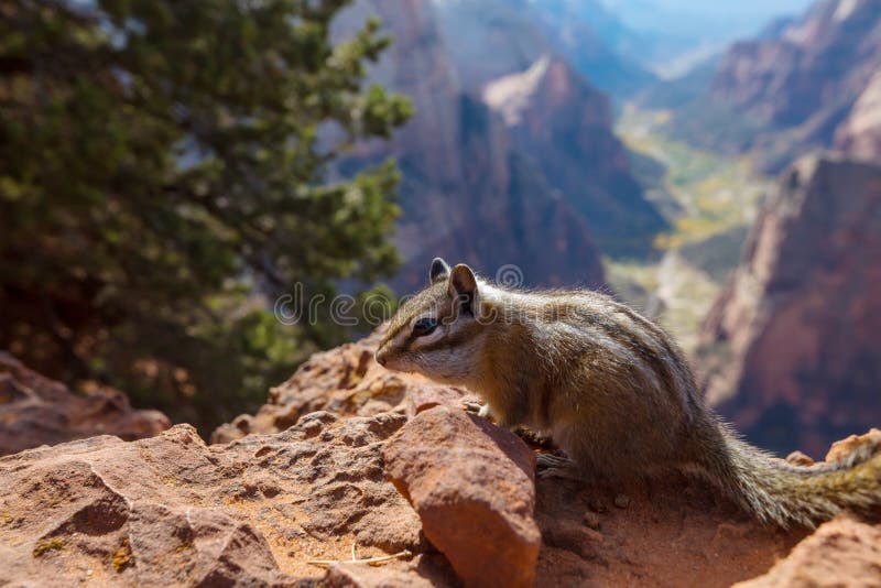 Chipmunk stock photo. Image of curious, nature, tree - 247087672