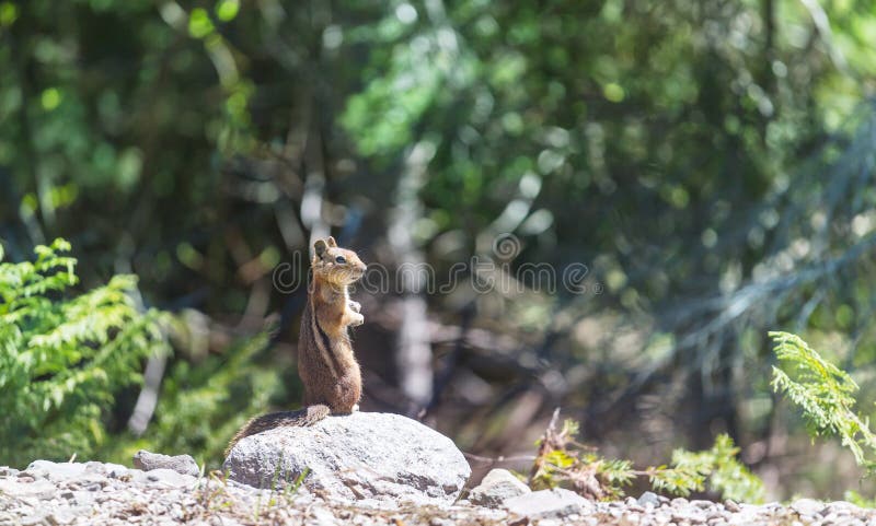 Chipmunk stock image. Image of digger, nature, scared - 283069403