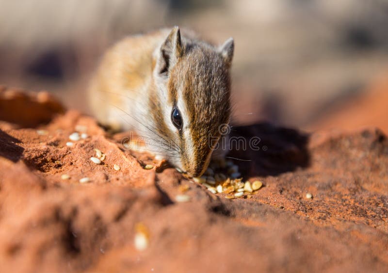 Chipmunk stock photo. Image of surprise, spring, nature - 247293026