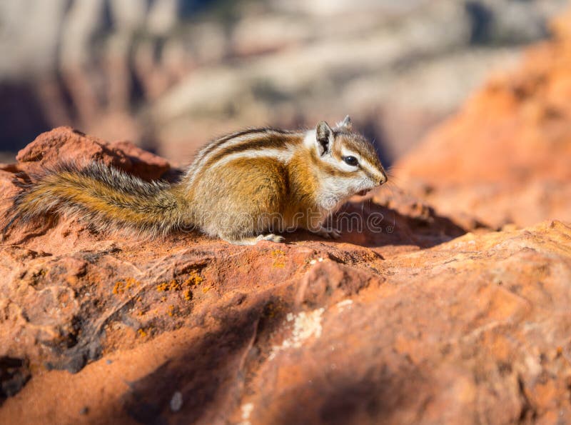 Chipmunk stock image. Image of forest, curious, rodent - 247421489