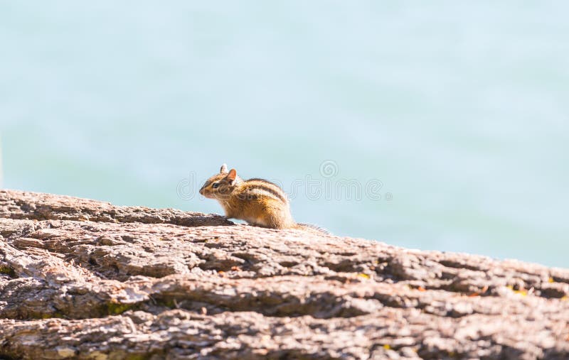 Chipmunk stock image. Image of squirrel, digger, adorable - 254060513