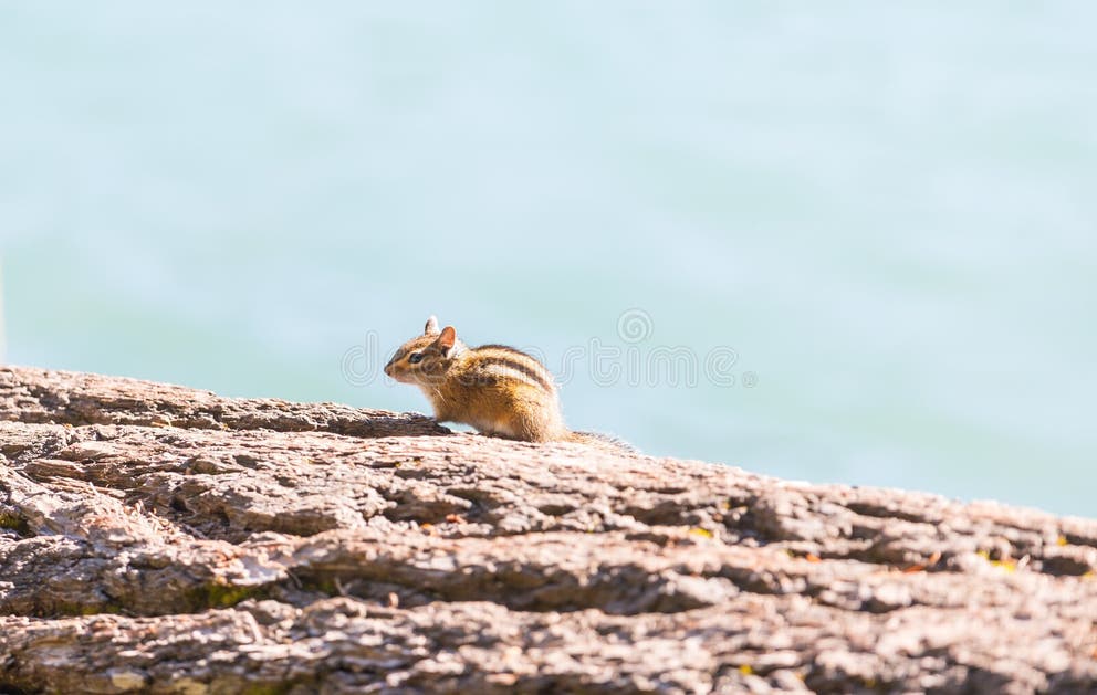 Chipmunk stock image. Image of squirrel, digger, adorable - 254060513