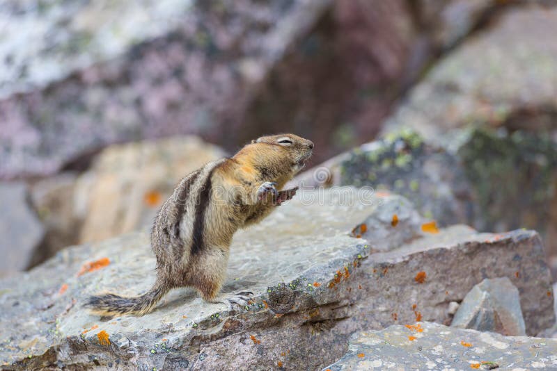 Dancing Chipmunk on Colored Rocks Stock Image - Image of rock ...