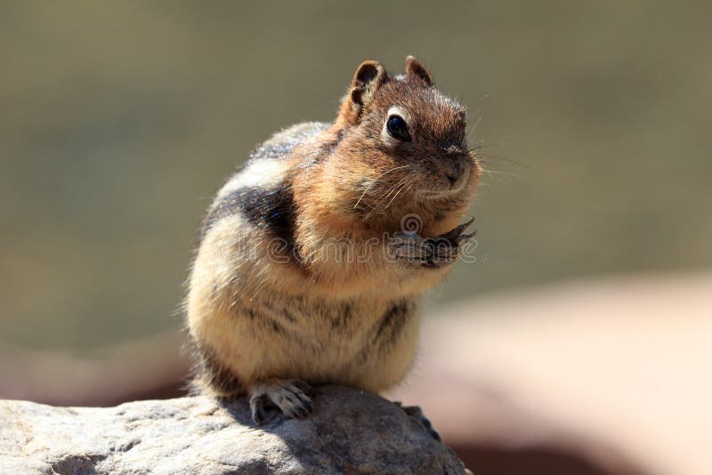 Chipmunk stock photo. Image of rodent, park, claws, chipmunk - 68497720