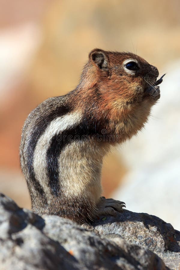 Chipmunk stock image. Image of park, claws, canada, national - 68500489