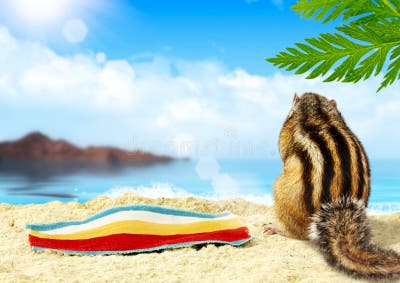 Chipmunk on Beach, Vacation Concept Stock Image - Image of travel ...