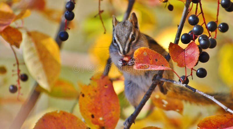 Chipmunk with Beautiful Fall Colours Stock Photo - Image of colours ...