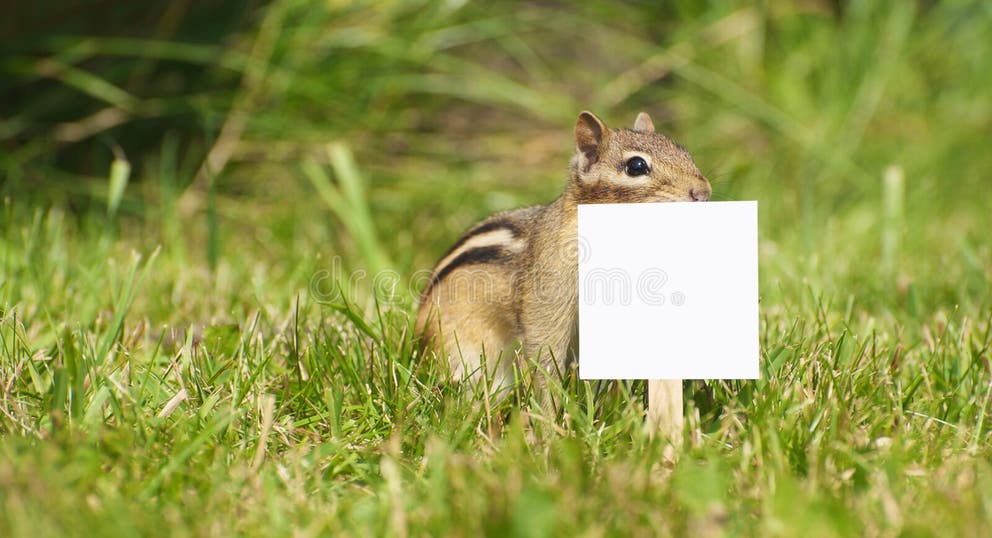 Chipmunk with blank sign. stock image. Image of nature - 15730075