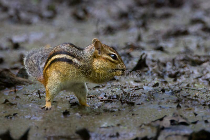 Chipmunk Chewing on a Flower Stock Image - Image of chewing, standing ...