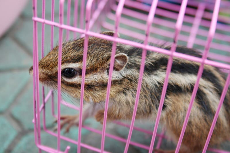 Chipmunk in cage stock photo. Image of wildlife, cage - 5858358