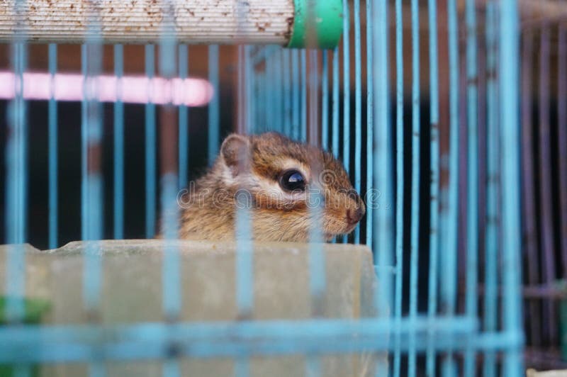 Chipmunk in a cage stock photo. Image of snout, chipmunks - 53927606