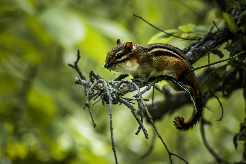 Chipmunk stock photo. Image of green, small, tree, chipmunk - 93452738
