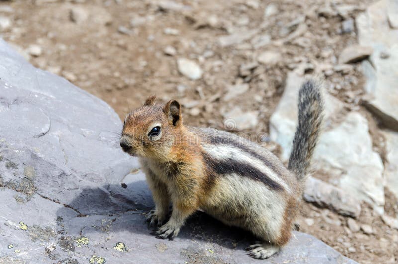 Chipmunk in Canada stock image. Image of banff, rodent - 45796475