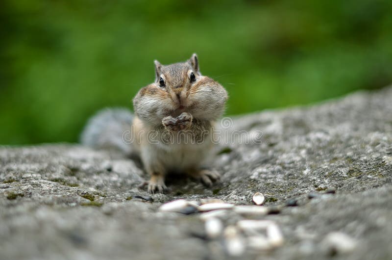 Why Do Chipmunks Have Big Cheeks