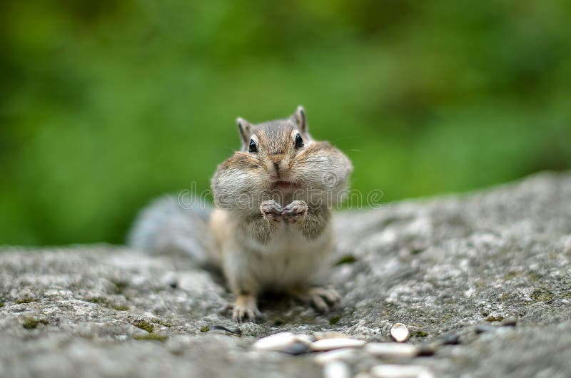 Chipmunk with Cheeks Full of Nuts and Seeds 4 Stock Image - Image of ...