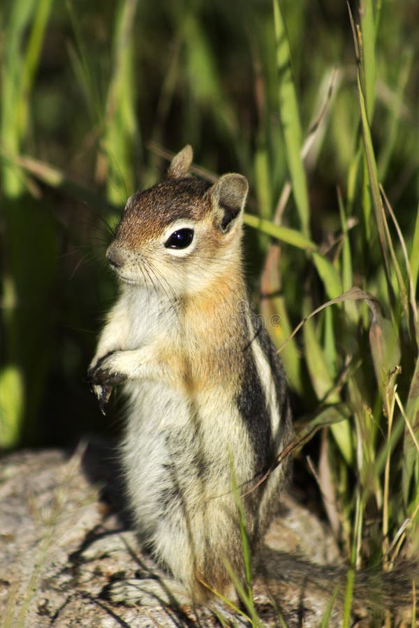 Chipmunk stock image. Image of ears, rodent, whiskers - 48283651