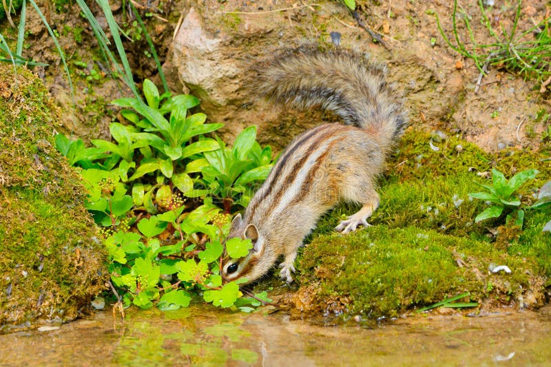 Chipmunk stock image. Image of animals, wild, nature - 380882345