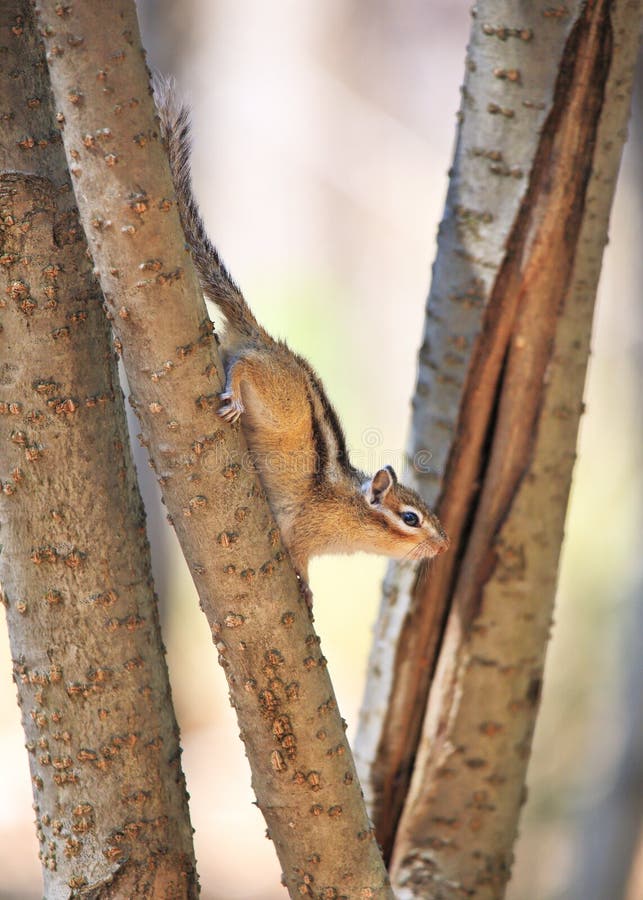 The chipmunk. stock photo. Image of tail, animals, mammal - 120145982