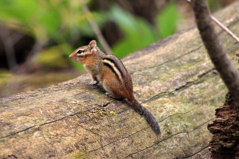 Chipmunk stock photo. Image of animal, grass, wildlife - 322117320
